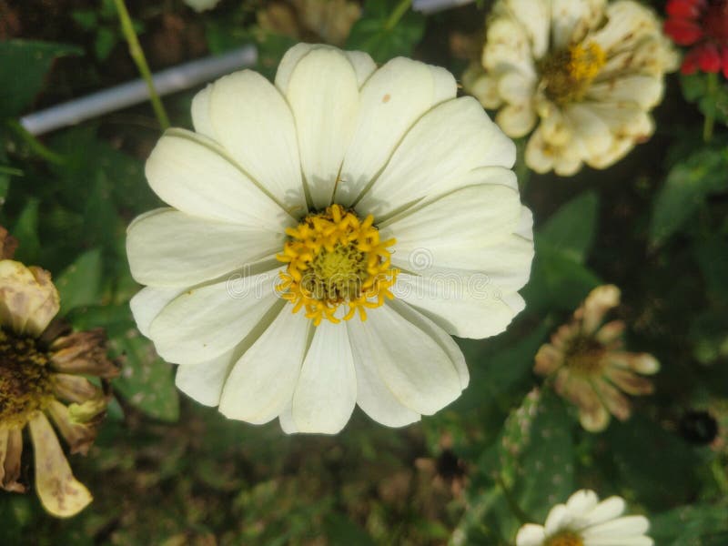 Point of View Flowers with White Color Stock Image - Image of beautiful ...