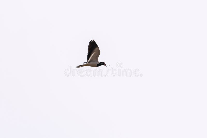 A Point of View on Flying Red-wattled Lapwing in Plain Sky Stock Photo ...