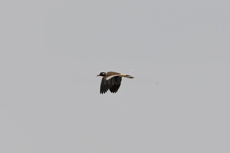 A Point of View on Flying Red-wattled Lapwing in Plain Sky Stock Photo ...