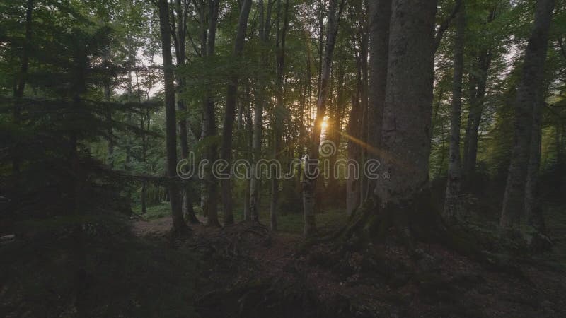 Point of View Green Summer Forest and Bright Sunlight through Trees ...
