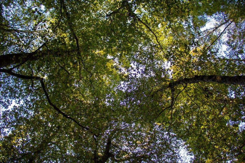 Point of View of Green Trees with the Sky Behind Upwards Stock Photo ...