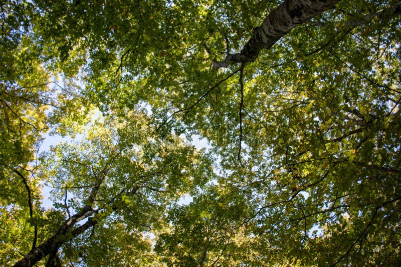Point of View of Green Trees with the Sky Behind Upwards Stock Photo ...