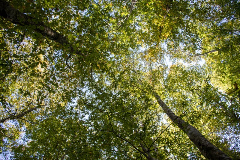 Point of View of Green Trees with the Sky Behind Upwards Stock Photo ...