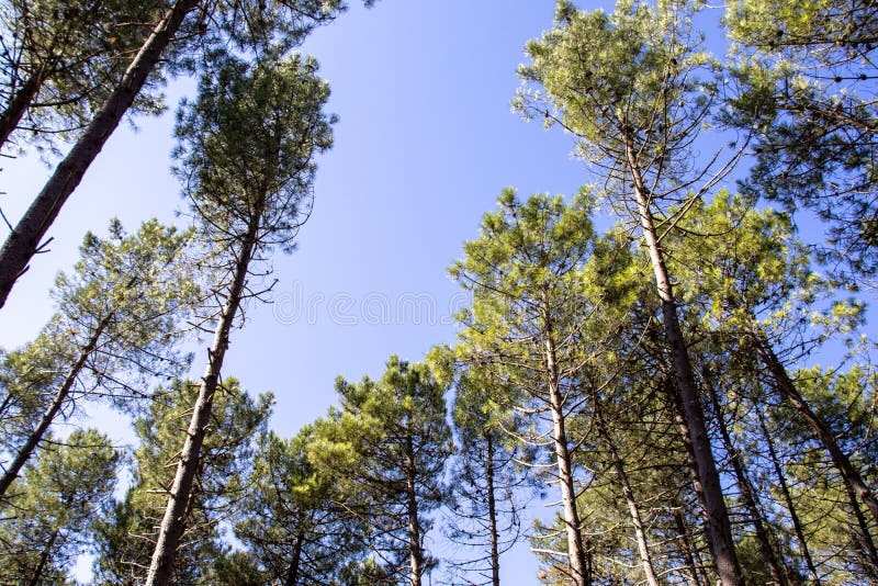 Point of View of Green Trees with the Sky Behind Upwards Stock Image ...