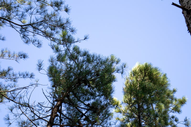 Point of View of Green Trees with the Sky Behind Upwards Stock Image ...