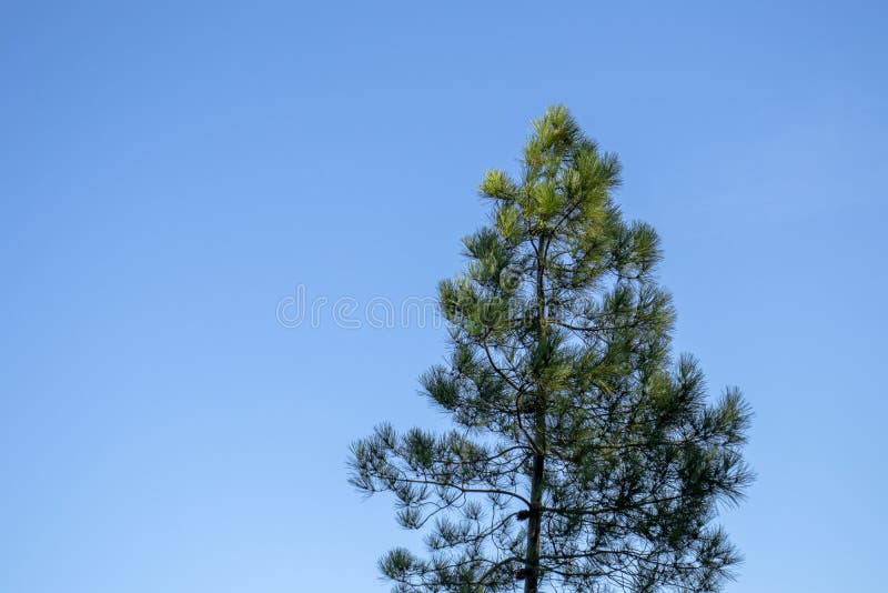 Point of View of Green Trees with the Sky Behind Upwards Stock Photo ...