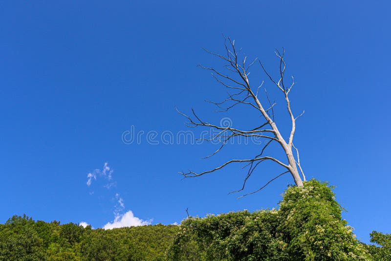 Point of View of Green Trees with the Sky Behind Upwards Stock Photo ...