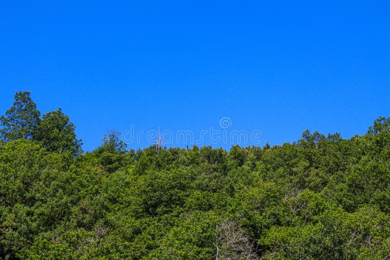 Point of View of Green Trees with the Sky Behind Upwards Stock Image ...
