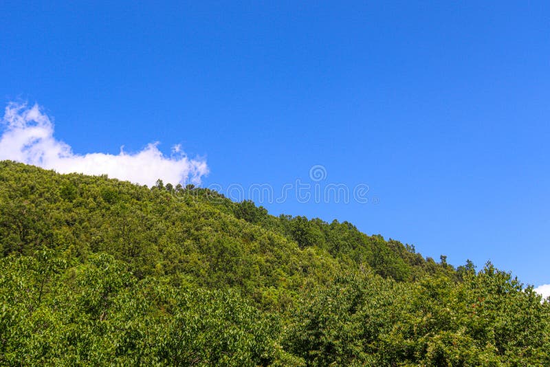 Point of View of Green Trees with the Sky Behind Upwards Stock Photo ...