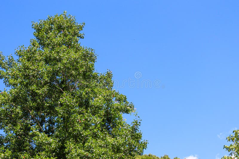 Point of View of Green Trees with the Sky Behind Upwards Stock Image ...