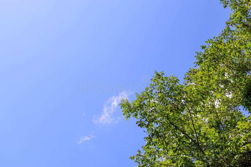 Point of View of Green Trees with the Sky Behind Upwards Stock Image ...