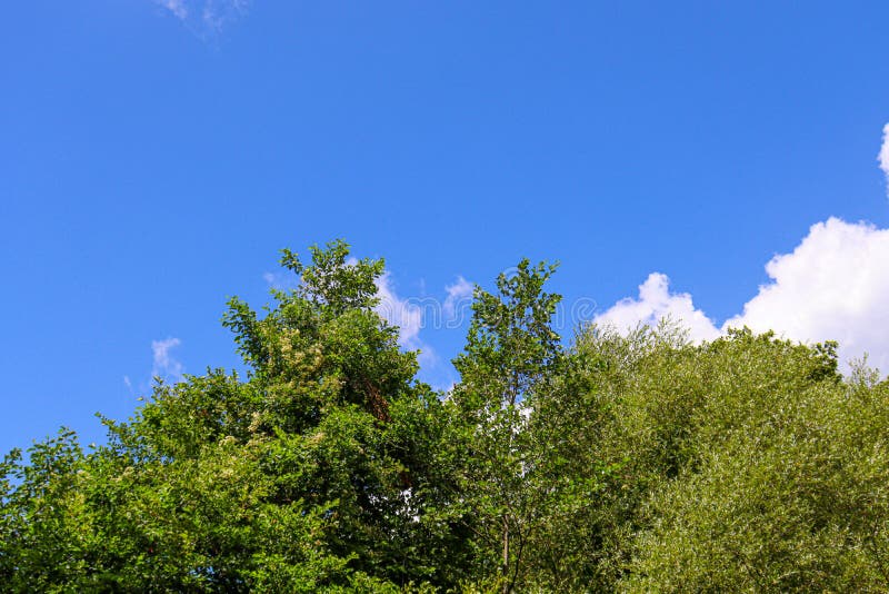 Point of View of Green Trees with the Sky Behind Upwards Stock Image ...