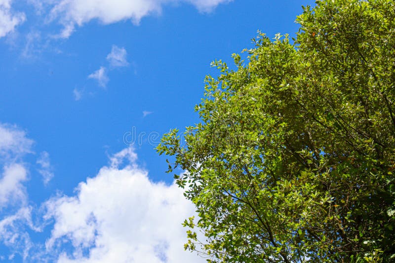 Point of View of Green Trees with the Sky Behind Upwards Stock Photo ...