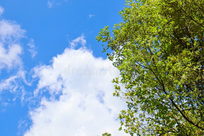 Point of View of Green Trees with the Sky Behind Upwards Stock Image ...