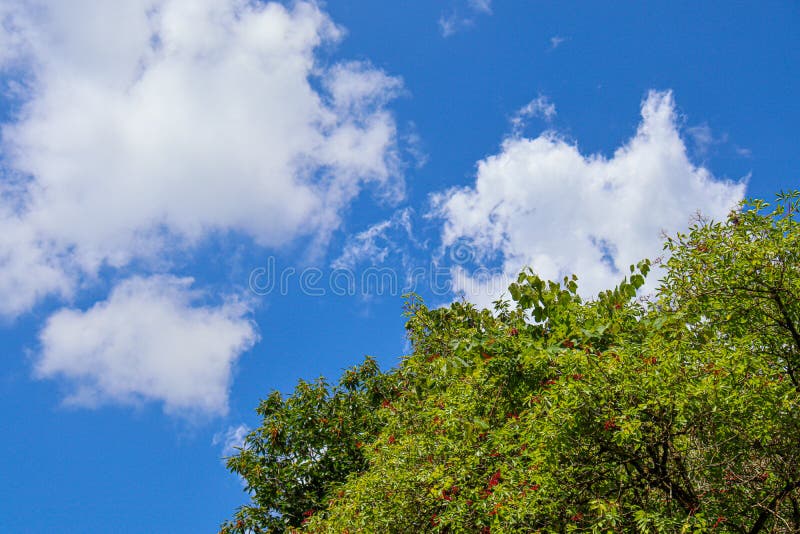 Point of View of Green Trees with the Sky Behind Upwards Stock Photo ...