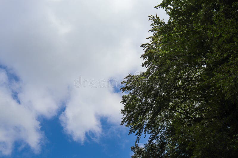 Point of View of Green Trees with the Sky Behind Upwards Stock Photo ...