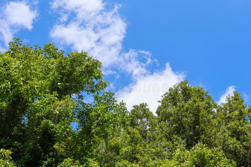 Point of View of Green Trees with the Sky Behind Upwards Stock Photo ...