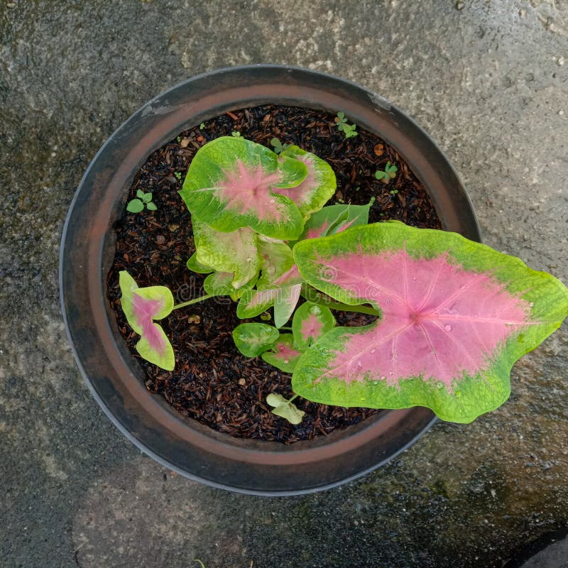 Kendari plants above view stock image. Image of wildflower - 270112037