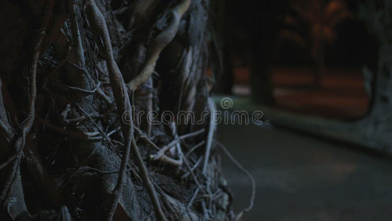 Point of View Peeking Out from the Scary Tree at Night Stock Footage ...