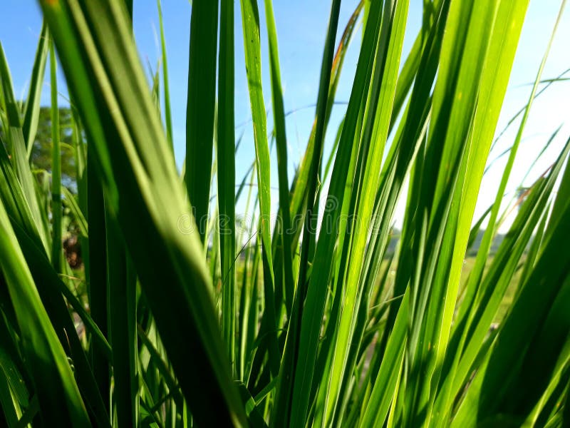 Point of View the Sky from Grass Stock Image - Image of plant, lawn ...