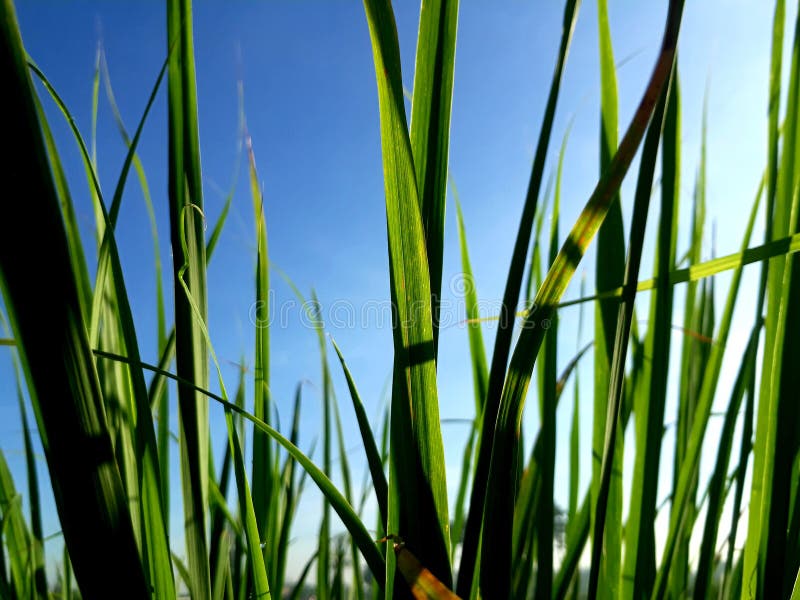 Point of View the Sky from Grass Stock Photo - Image of grassland ...