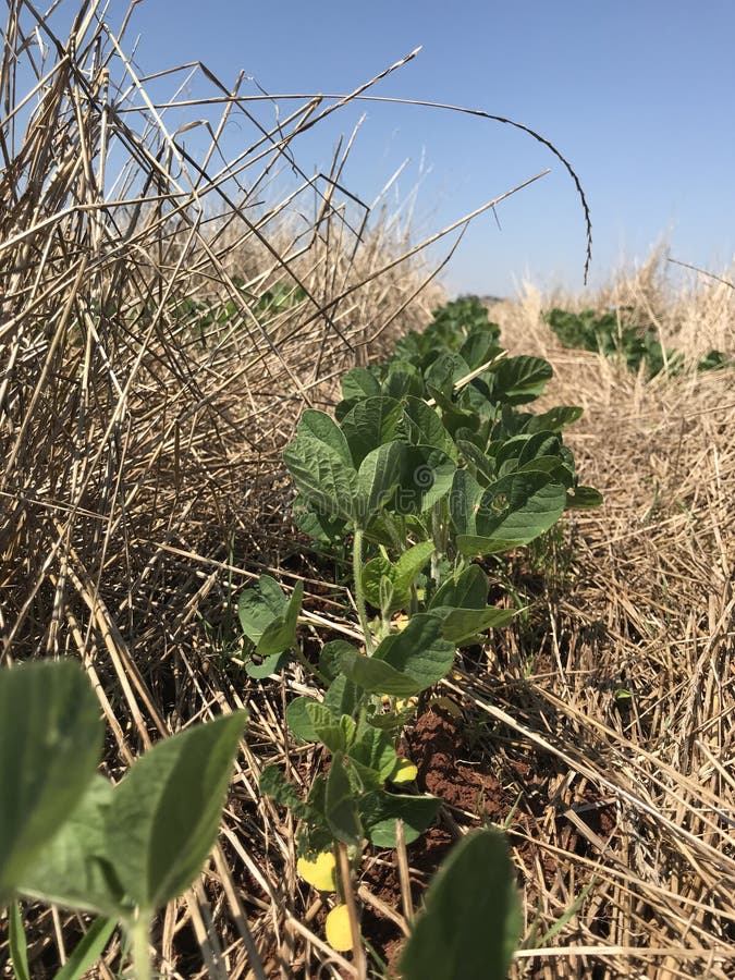 Soybean Crop stock photo. Image of soybean, agriculture - 183532398