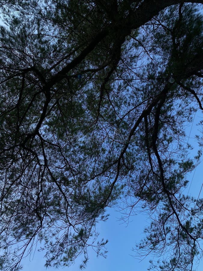 Point of Views from Under the Tree Stock Photo - Image of scenery ...