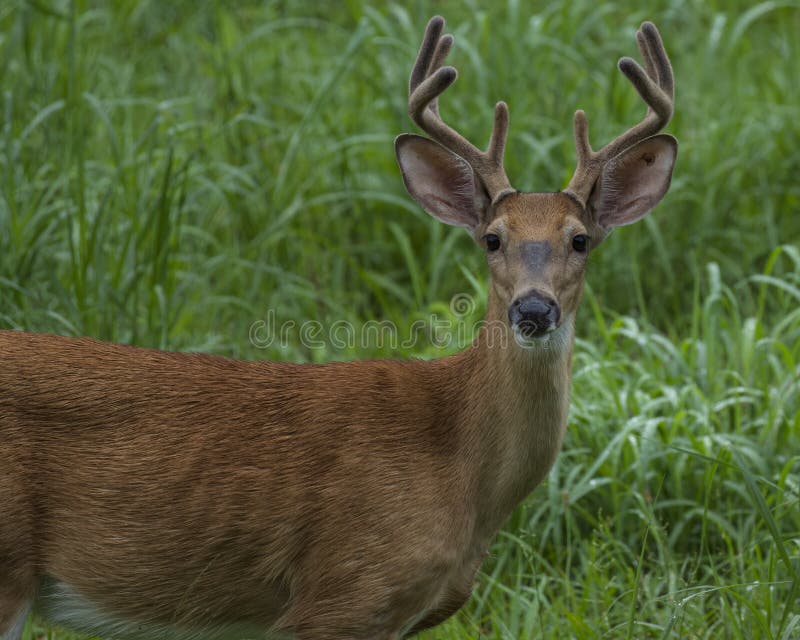 8 point whitetail deer stock photo. Image of deer, nature - 253001078