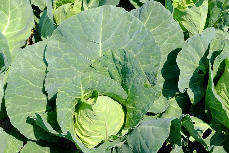 Pointed cabbage stock photo. Image of fresh, food, green - 87635494