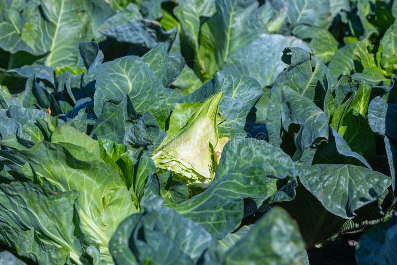 Pointed Cabbage Plant on the Field Stock Photo - Image of grows, plant ...