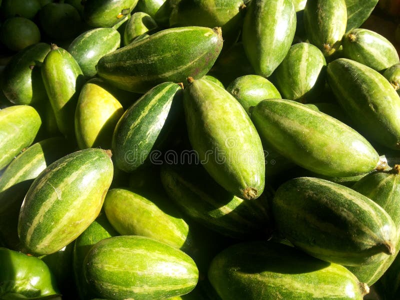 Pointed gourd stock photo. Image of parwal, pointed, gourd - 61567366