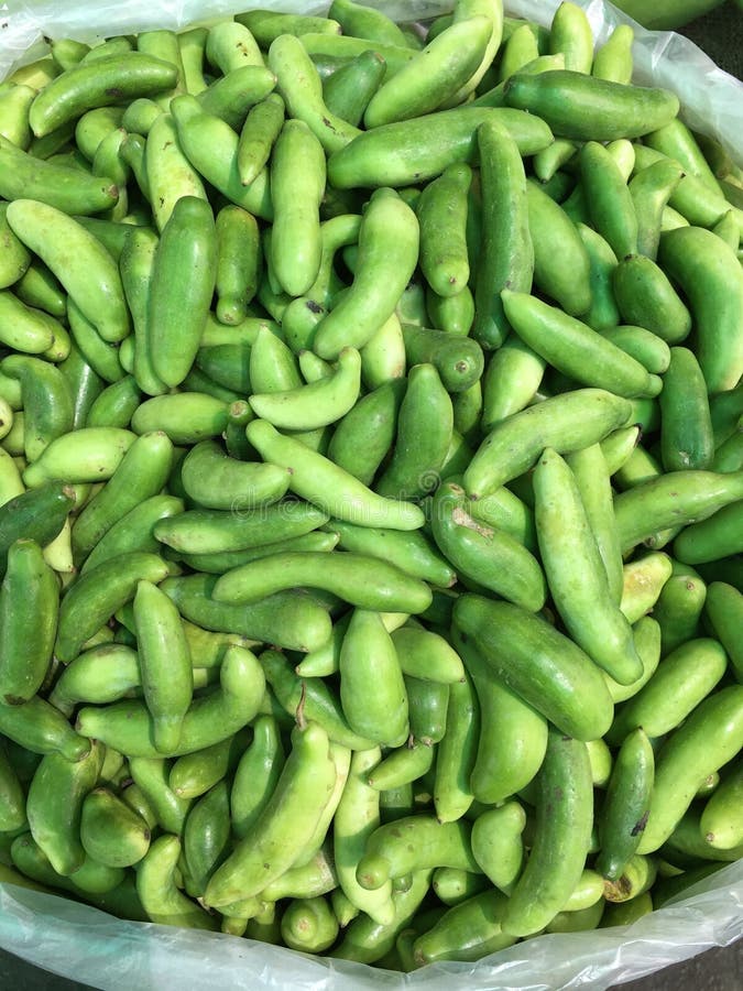 Pointed gourd, parwal stock image. Image of gourd, fresh - 90255005