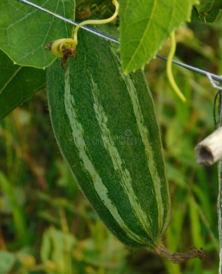 Pointed Gourd Plant in India Stock Image - Image of bengal, plant ...
