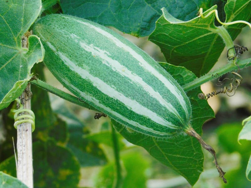 Pointed Gourd Plant in India Stock Photo - Image of fruit, crop: 184366088