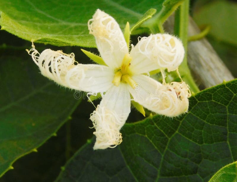Pointed Gourd Plant in India Stock Image - Image of agriculture ...