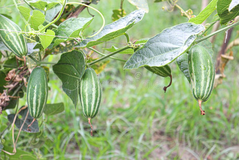 Pointed Gourd on Tree in Farm Stock Image - Image of crop, tropical ...
