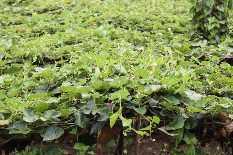 Pointed Gourd on Tree in Farm Stock Photo - Image of asia, plant: 263673452
