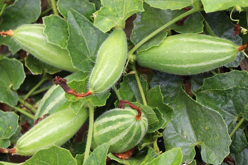 Pointed Gourd on Tree in Farm Stock Image - Image of meal, fresh: 263673579