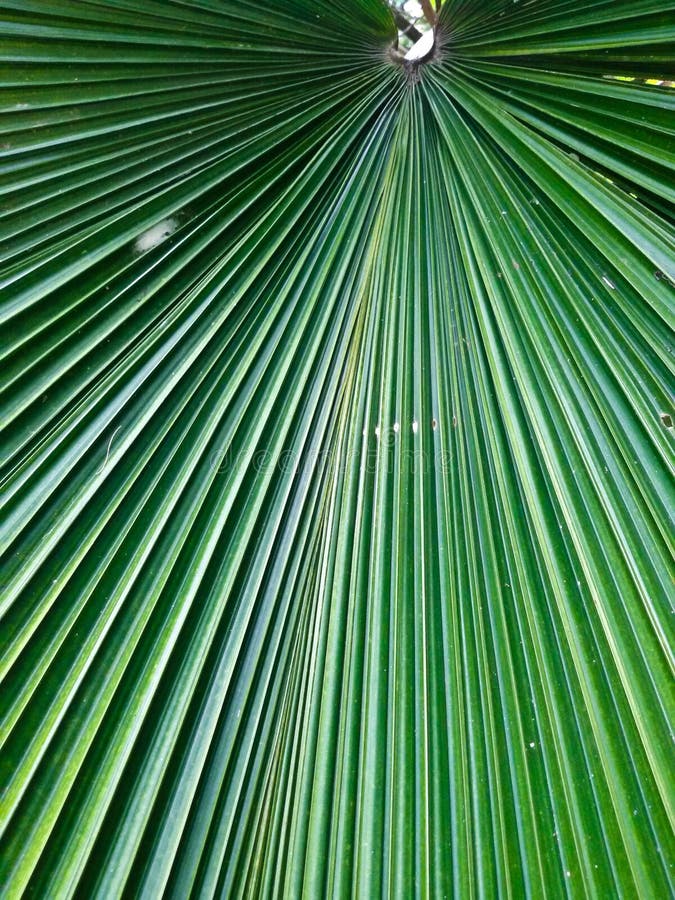 Pointed leaf stock image. Image of plant, pointed, lines - 55564495