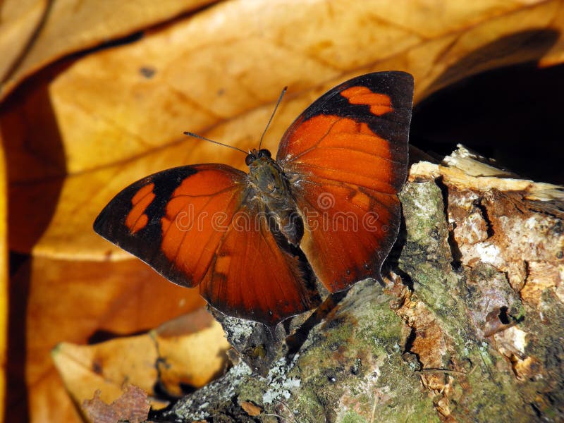 Pointed Leafwing Butterfly stock photo. Image of antennae - 171542390