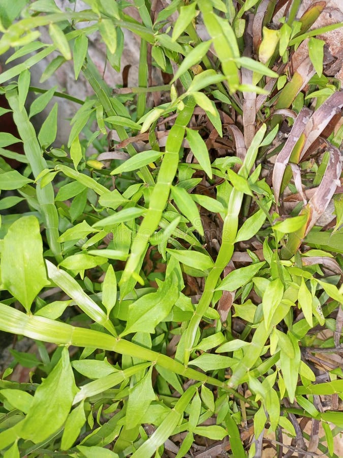 Pointed leaves stock image. Image of wildflower, garden - 254275855