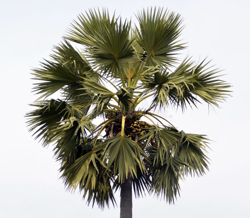 The Pointed Palm Tree Leaves To Look Around, Strong, Sharp and ...