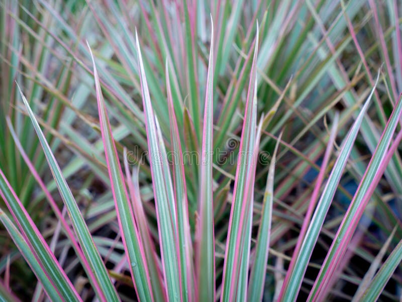 Pointed of the Rainbow Tree Leaves Stock Photo - Image of flora, beauty ...
