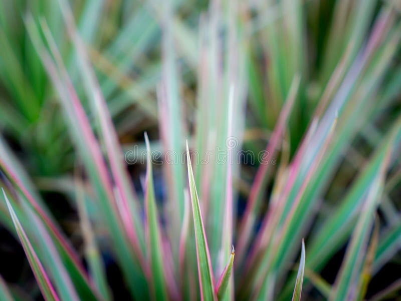 Pointed of the Rainbow Tree Leaves Stock Photo - Image of edge, flora ...
