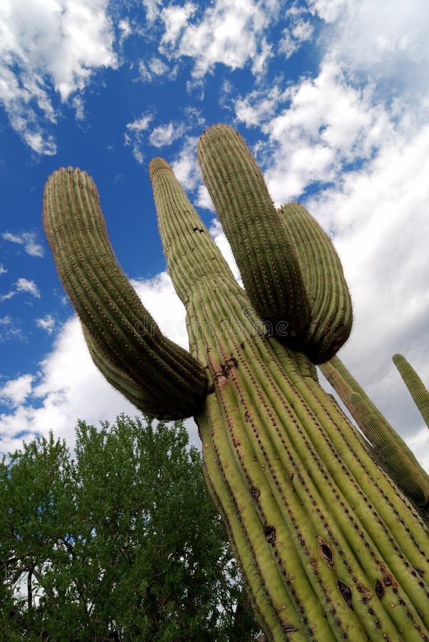 Close Up Saguaro Cactus Flower Stock Image - Image of park, fruit: 31397131