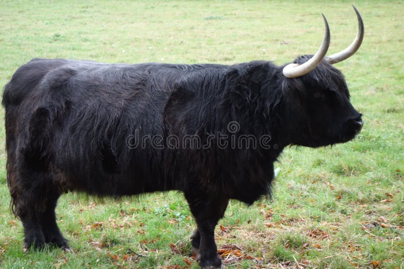 Pointed Sharp Horns stock photo. Image of black, grass - 160101178