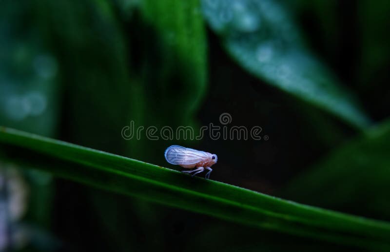A Pointed White Flea stock photo. Image of flea, animal - 227318718