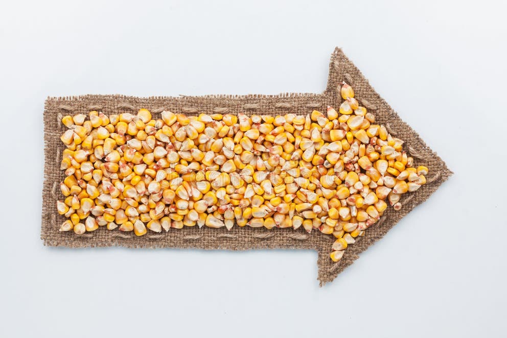 Pointer with corn grains stock image. Image of coarse - 47091871