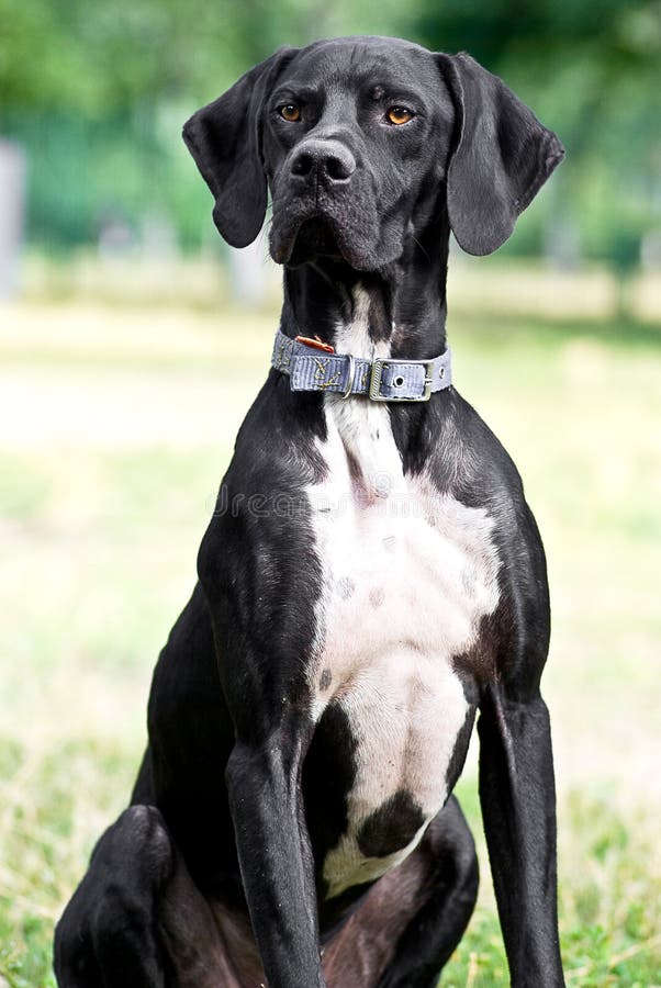 Pointer dog stock photo. Image of gaze, curious, friend - 13272394
