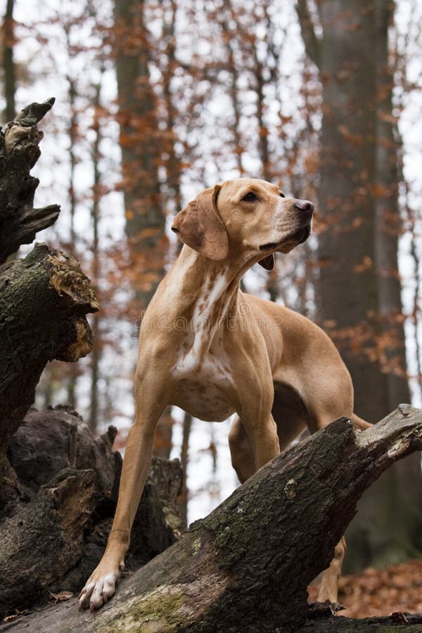 Pointer dog stock photo. Image of viszla, pointer, dalmatian - 35764224